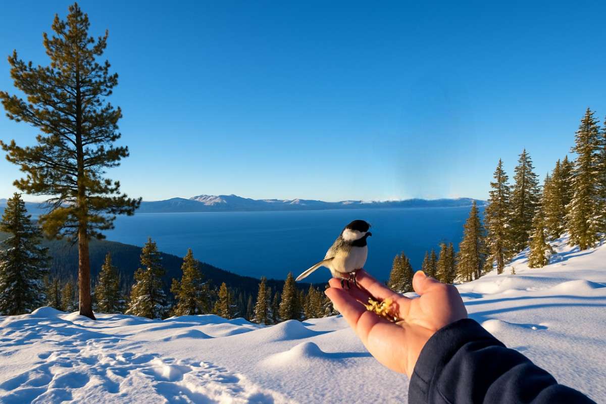 Best Hikes in Lake Tahoe: Ultimate Tahoe Hiking Guide in 2025